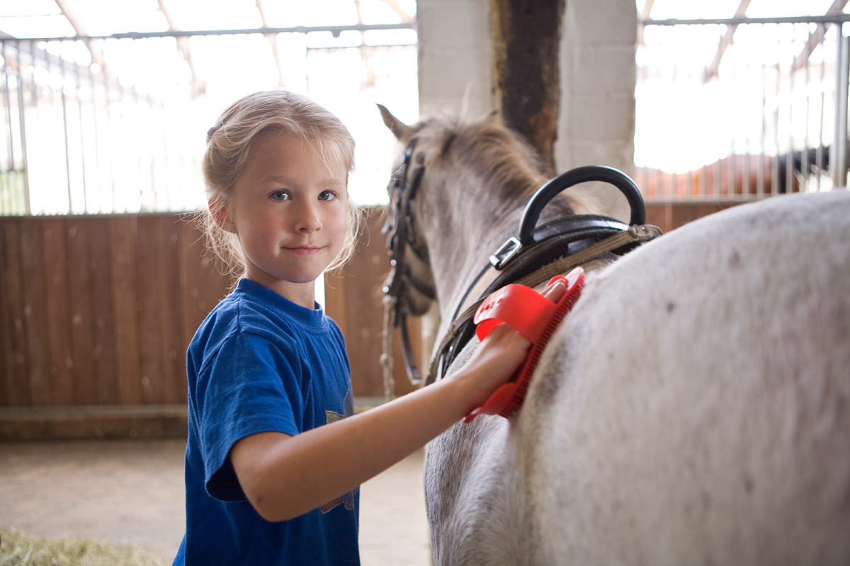 traberhof-hoksiel-reithalle-pferd-striegeln